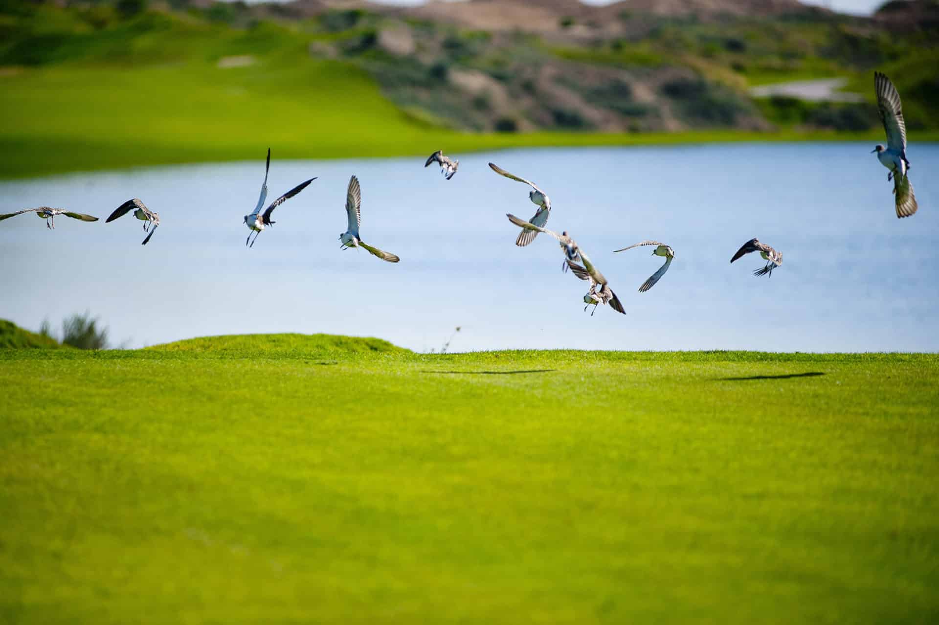 Al Mouj Golf, Muscat is recognised for the third time by Audubon ...